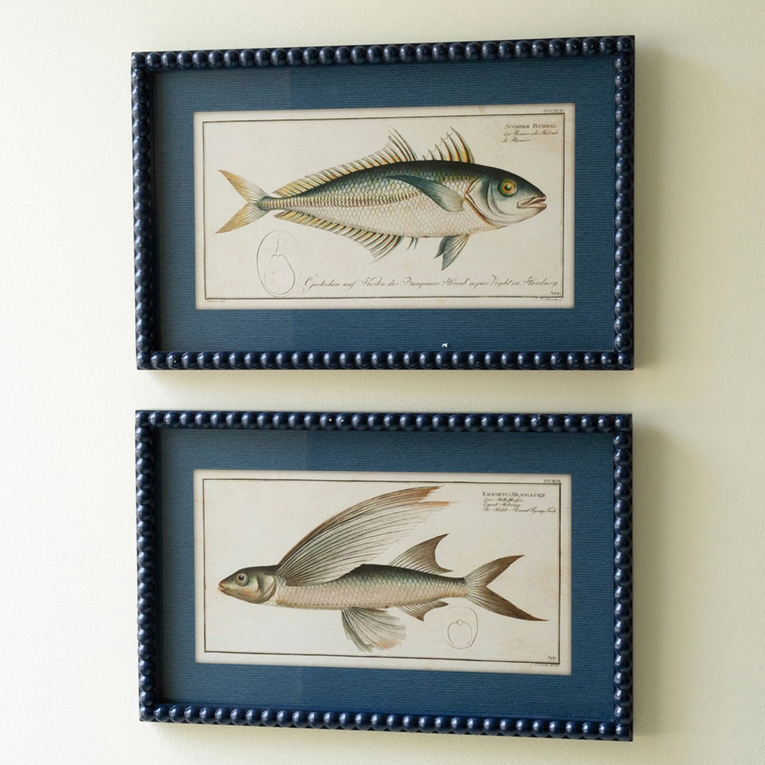 Fish Prints Framed Artwork Set of 2