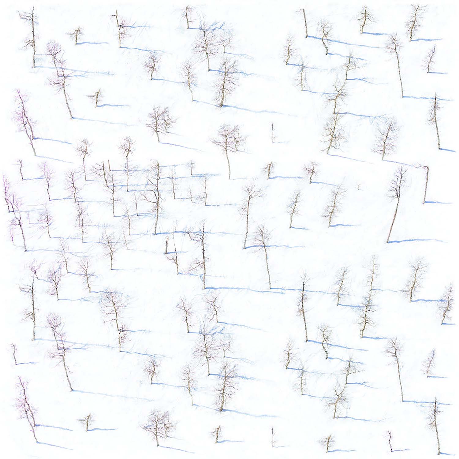 Mitchell Black x Gray Malin Birch Trees Wallpaper – Paynes Gray