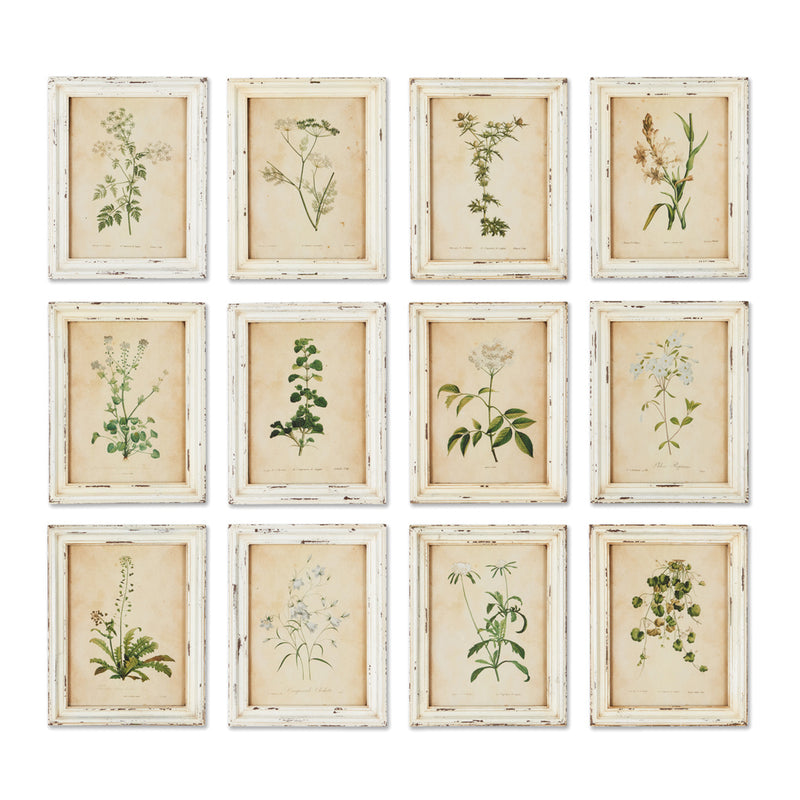 Wild Flower Botanical Framed Wall Art Set of 12 – Paynes Gray