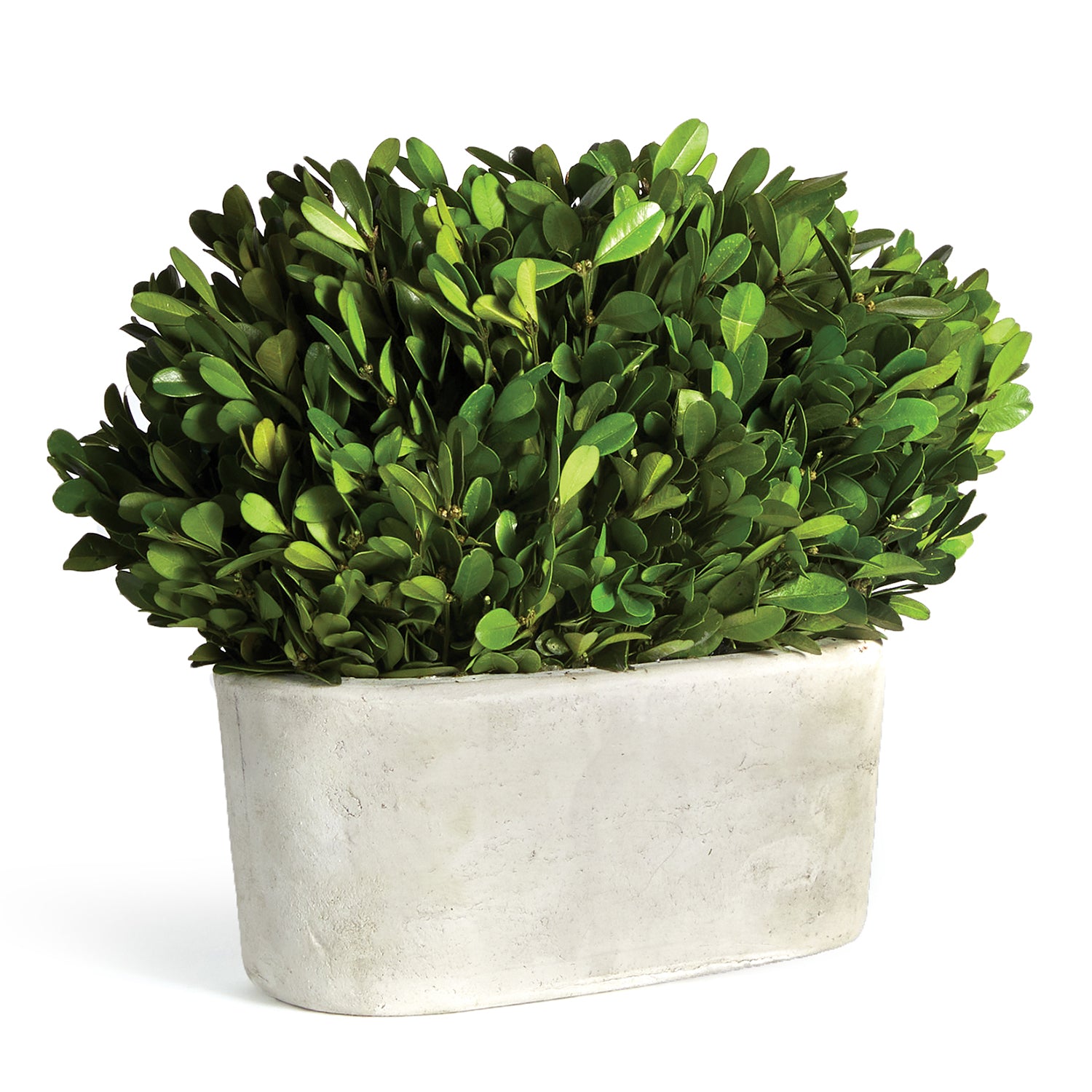 Boxwood Bush In Oval Pot – Paynes Gray