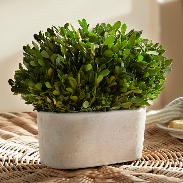 Boxwood Bush In Oval Pot – Paynes Gray